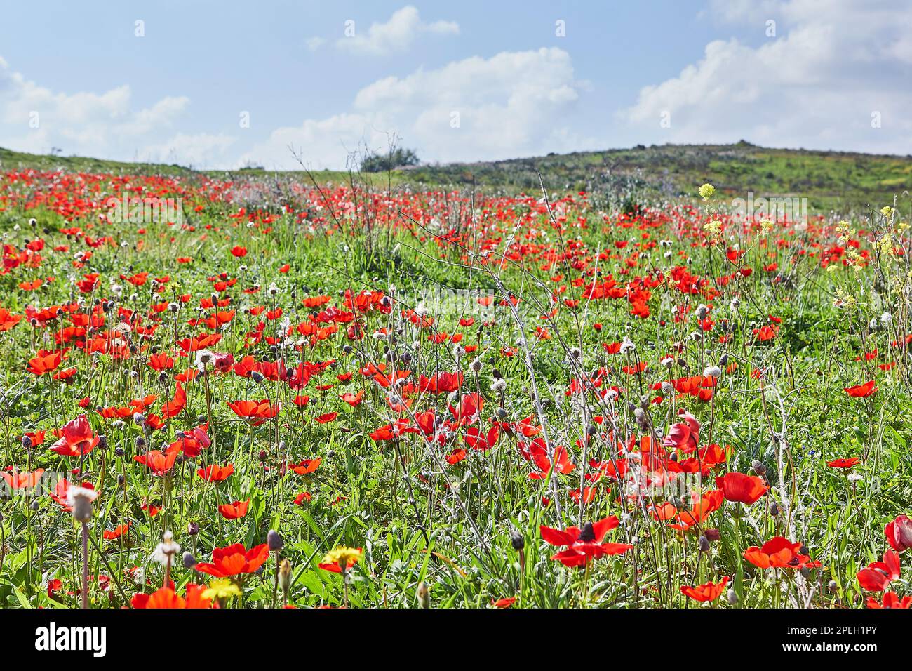 Wild red anemone flowers bloom among the green grass in the meadow ...