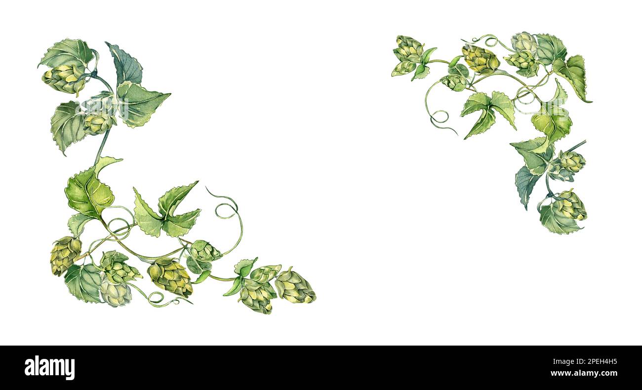 Frame of hop vine, plant humulus watercolor illustration isolated on ...