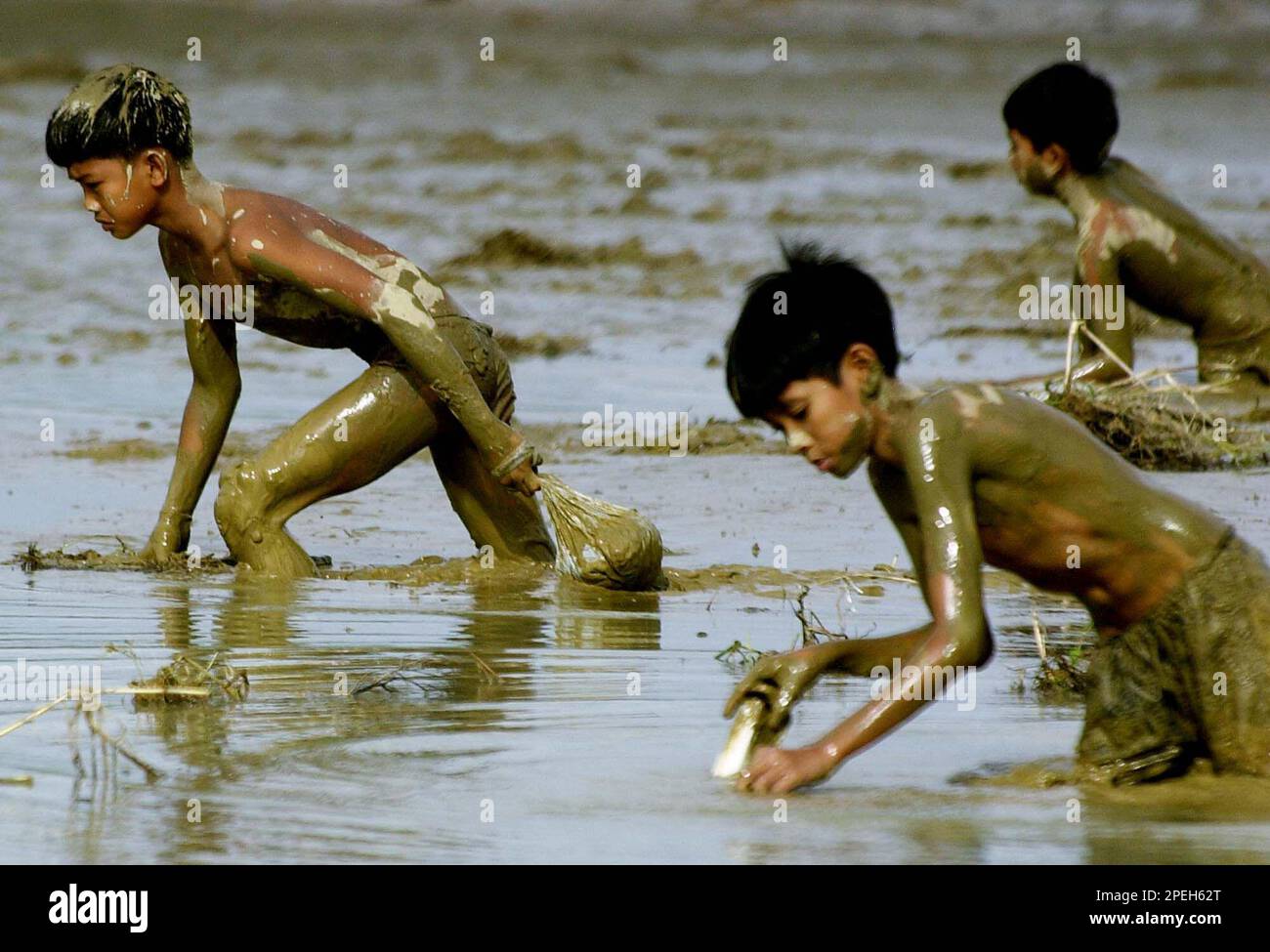 Mud-covered Filipino kids wade through flooded rice fields as they ...