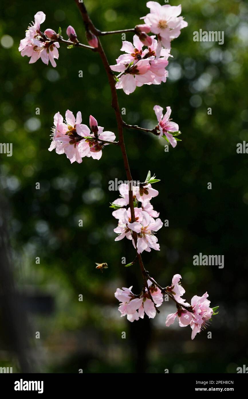 Pictures Of Spring Flowers In Full Bloom
