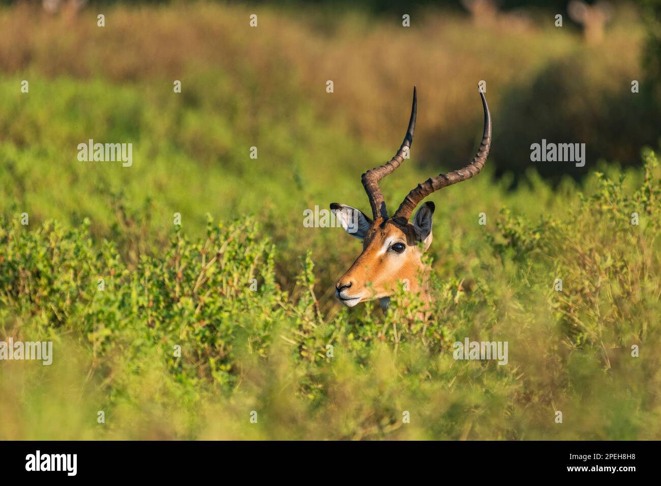 Impala, Aepyceros melampus, seen in a green season Gonarezhou National ...