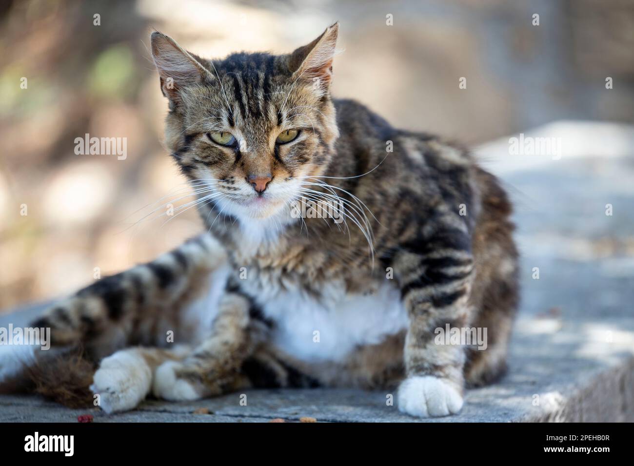 Cyprus cats hi-res stock photography and images - Alamy