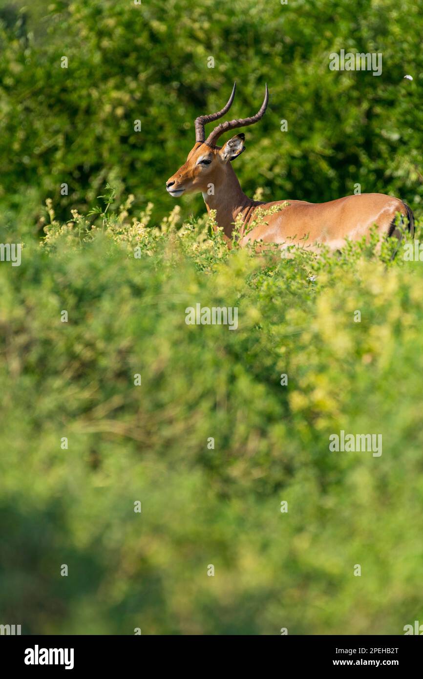 Impala in lush green bush hi-res stock photography and images - Alamy