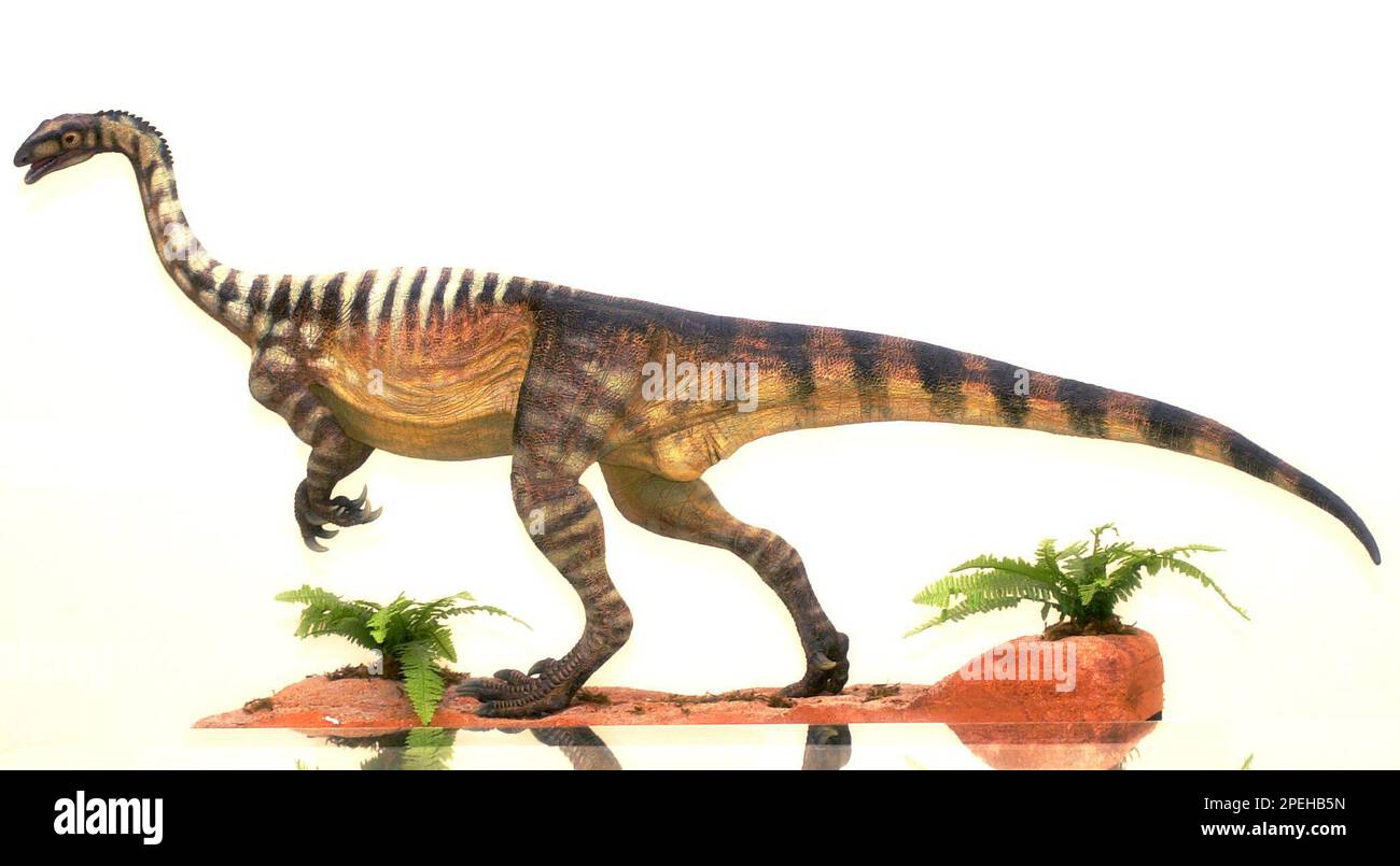 This replica of Unaysaurus Tolentinoi, a recent discovered dinosaur is ...