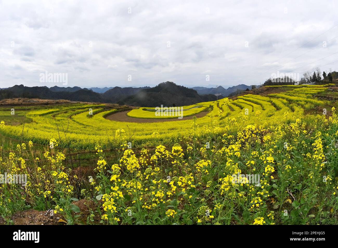 Aerial photo shows the rapeseed flowers bursting into bloom in Heping ...