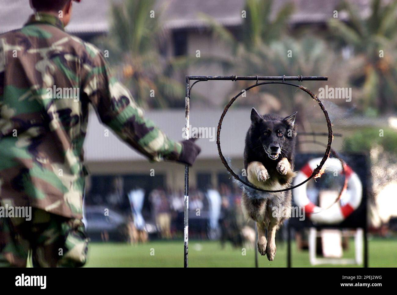 Sri Lanka Army's sniffer dog performs during the annual disabled sports ...