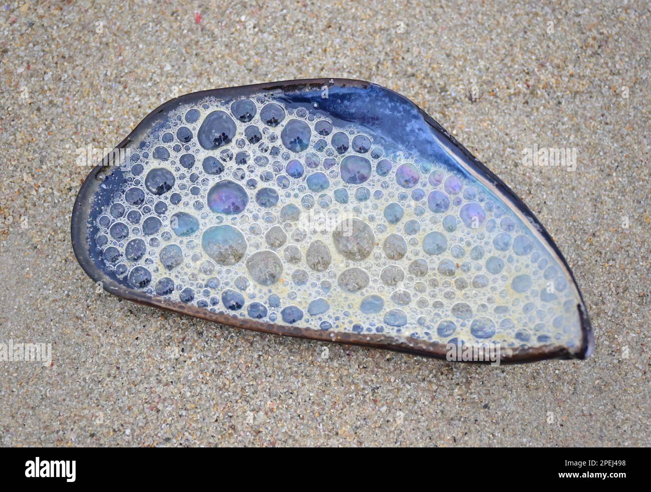 Bubbles in oyster shell, Strand, South Africa Stock Photo - Alamy