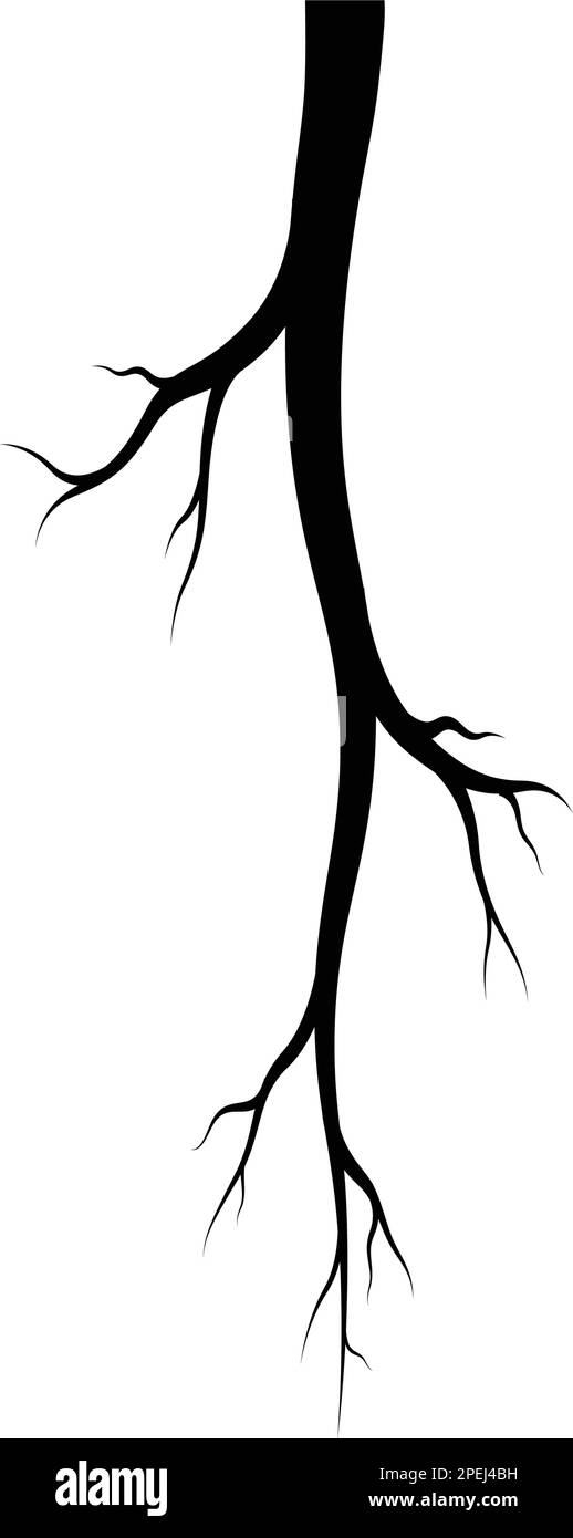 Root vector illustration template design Stock Vector Image & Art - Alamy