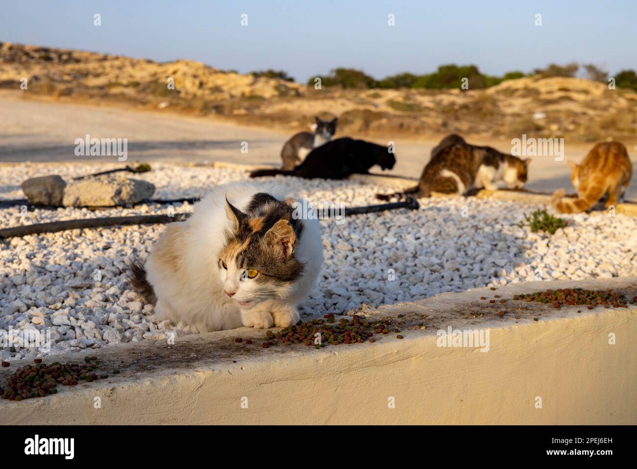 May 23, 2022, Larnaca, Cyprus: Cats in the street at Larnaca Fort on ...