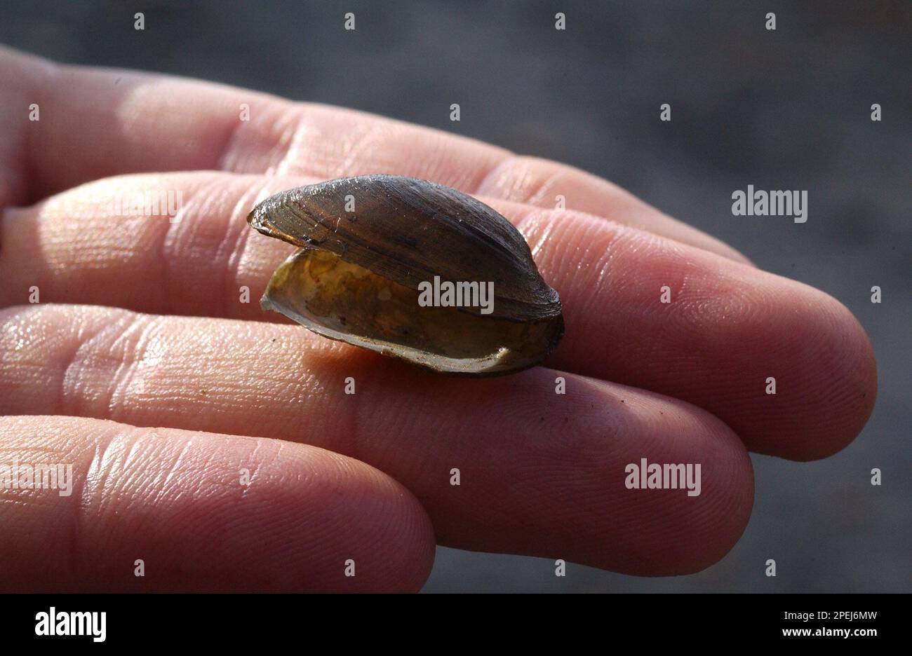 ** ADVANCE FOR SATURDAY, NOV. 20 ** Colin Apse, an aquatic ecologist ...