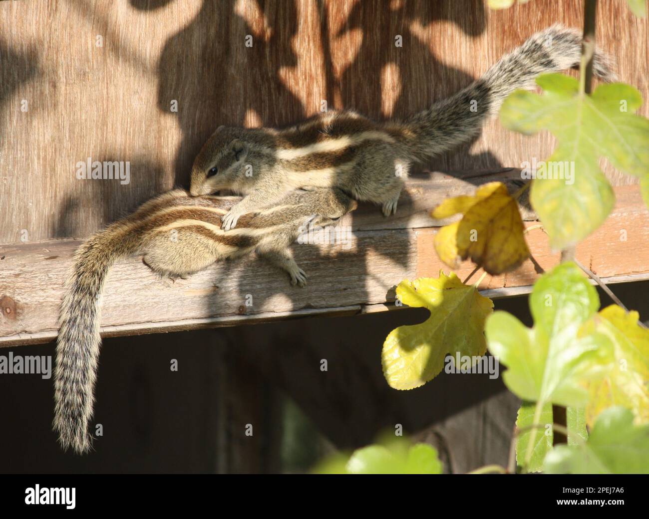 Indian palm squirrel (Funambulus palmarum) mother grooming her young ...