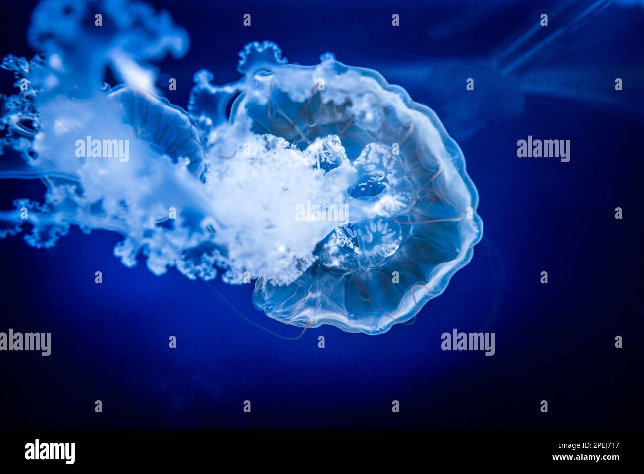 Chrysaora plocamia hi-res stock photography and images - Alamy