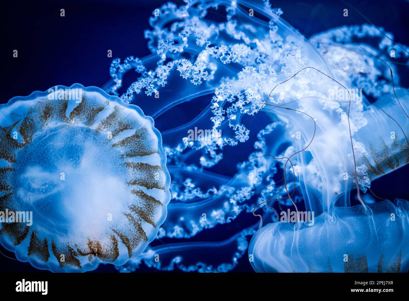 Chrysaora plocamia hi-res stock photography and images - Alamy