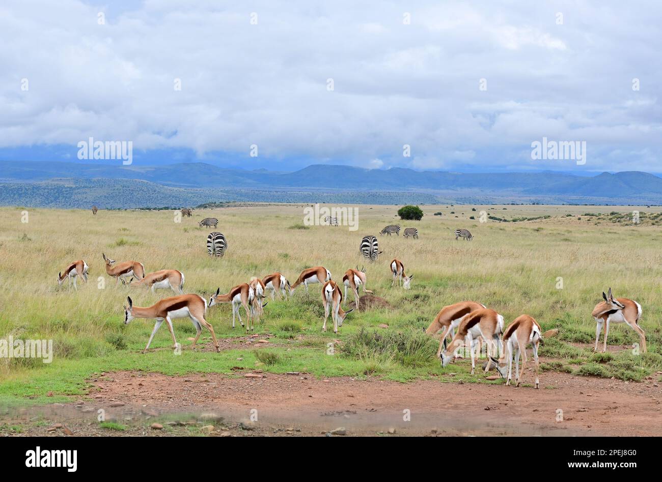 Cradock mountain zebra national park Stock Photo - Alamy