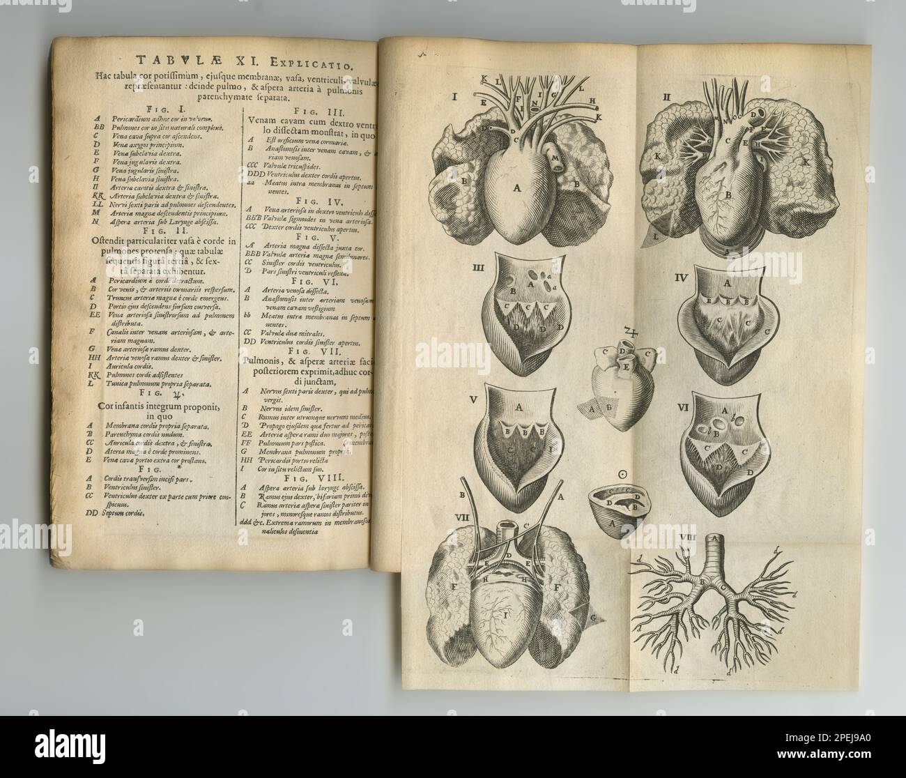 Vintage medical text. An old anatomy book with its pages on display ...