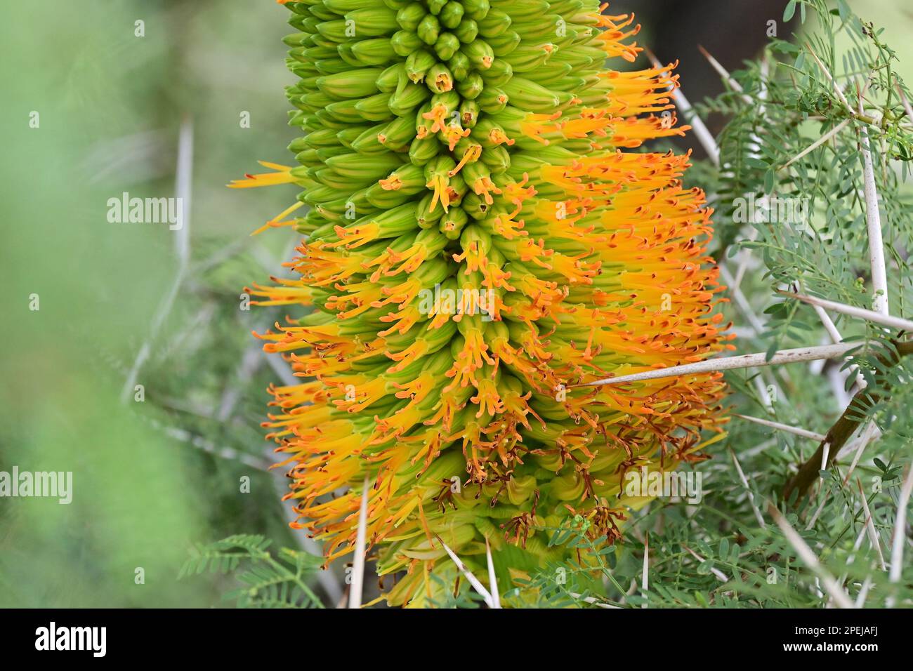 Acacia thorns hi-res stock photography and images - Alamy