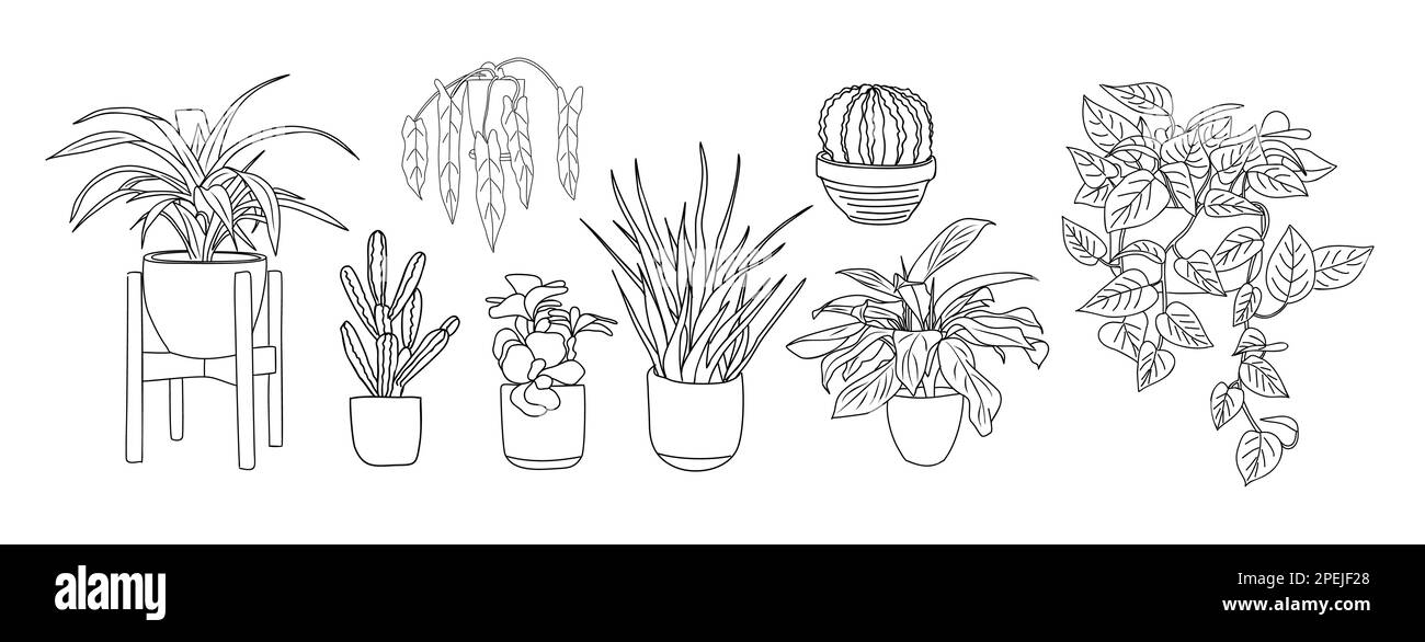 Set of Houseplants outline drawing vector isolated Stock Vector Image ...