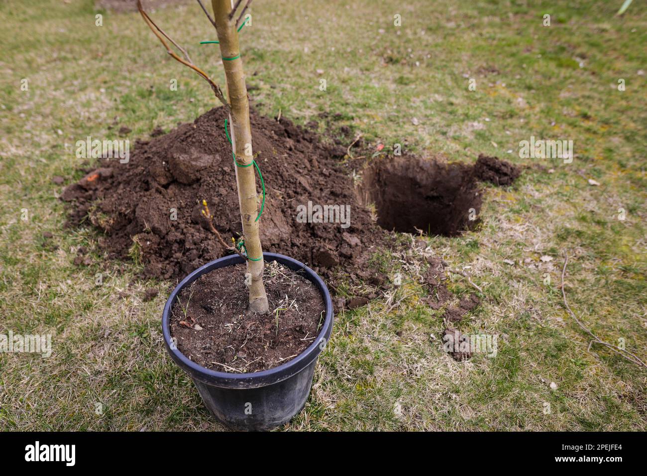 Shallow depth of field (selective focus) details with a tree sapling ...