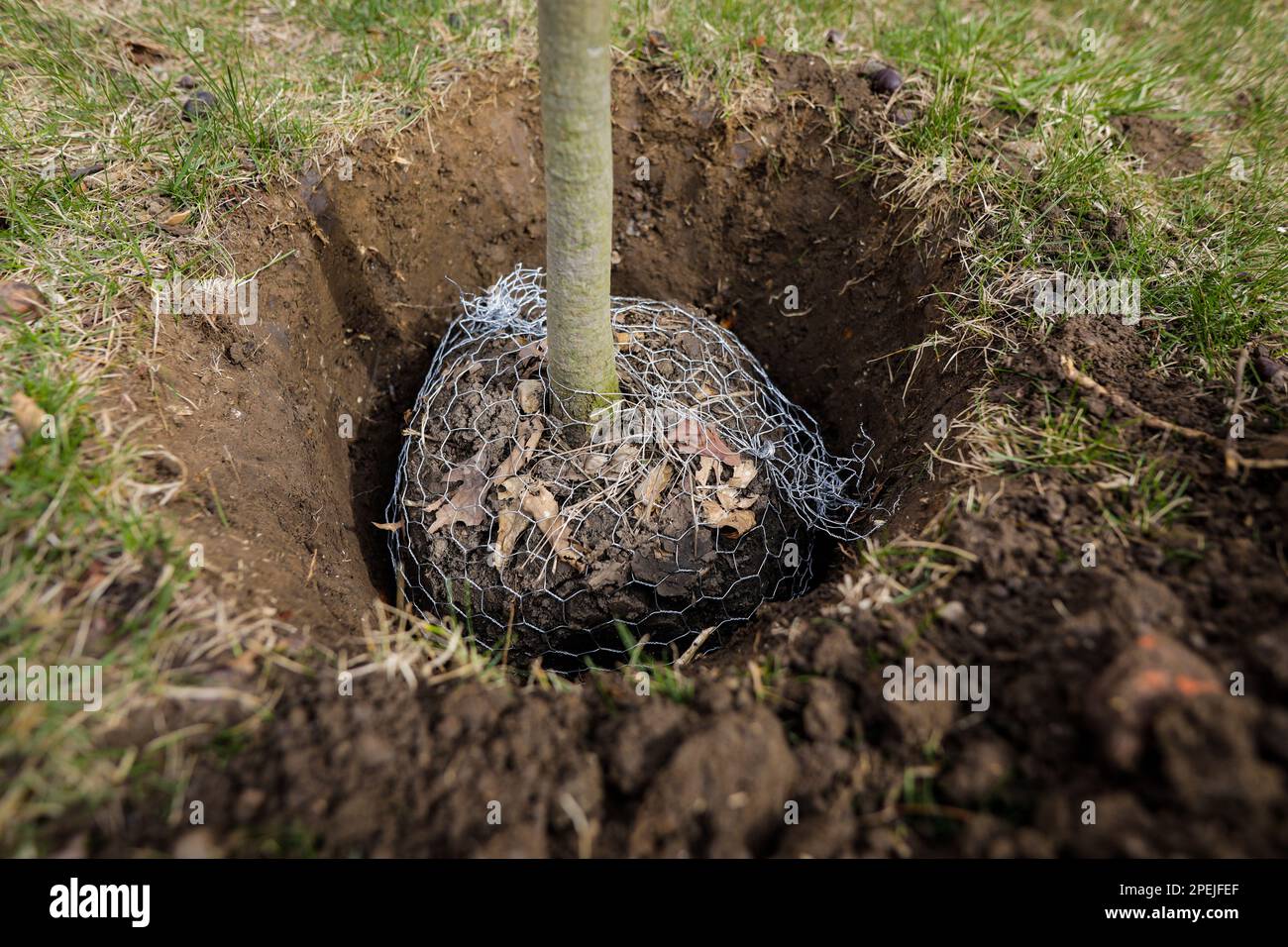 Shallow depth of field (selective focus) details with a tree sapling ...