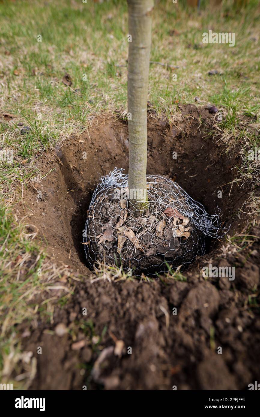 Shallow depth of field (selective focus) details with a tree sapling ...