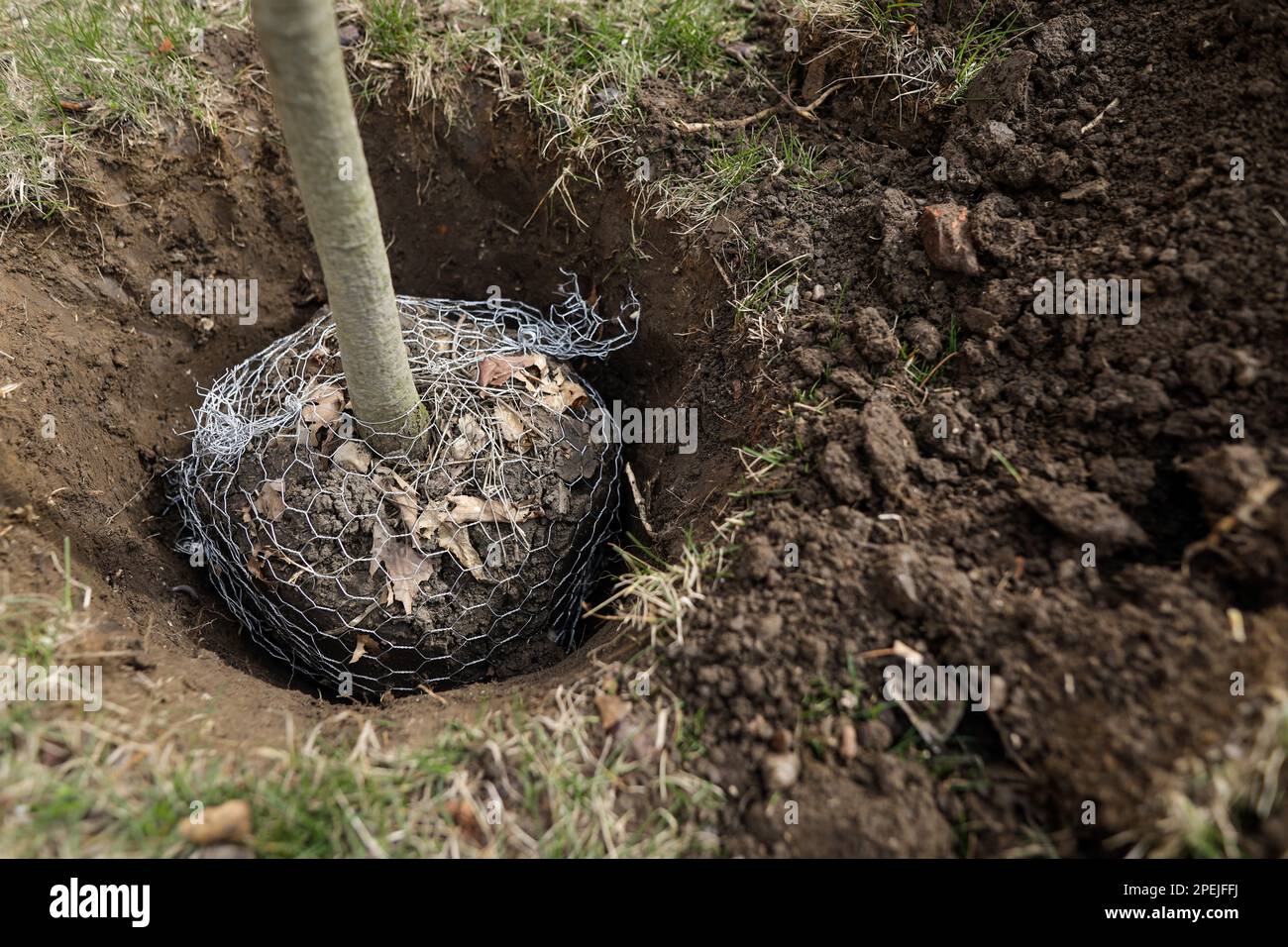 Shallow depth of field (selective focus) details with a tree sapling ...