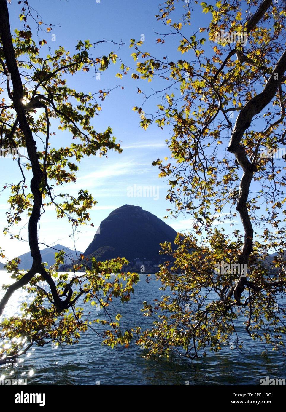 The branches of a deciduous tree full of colourful autumn leaves touch ...