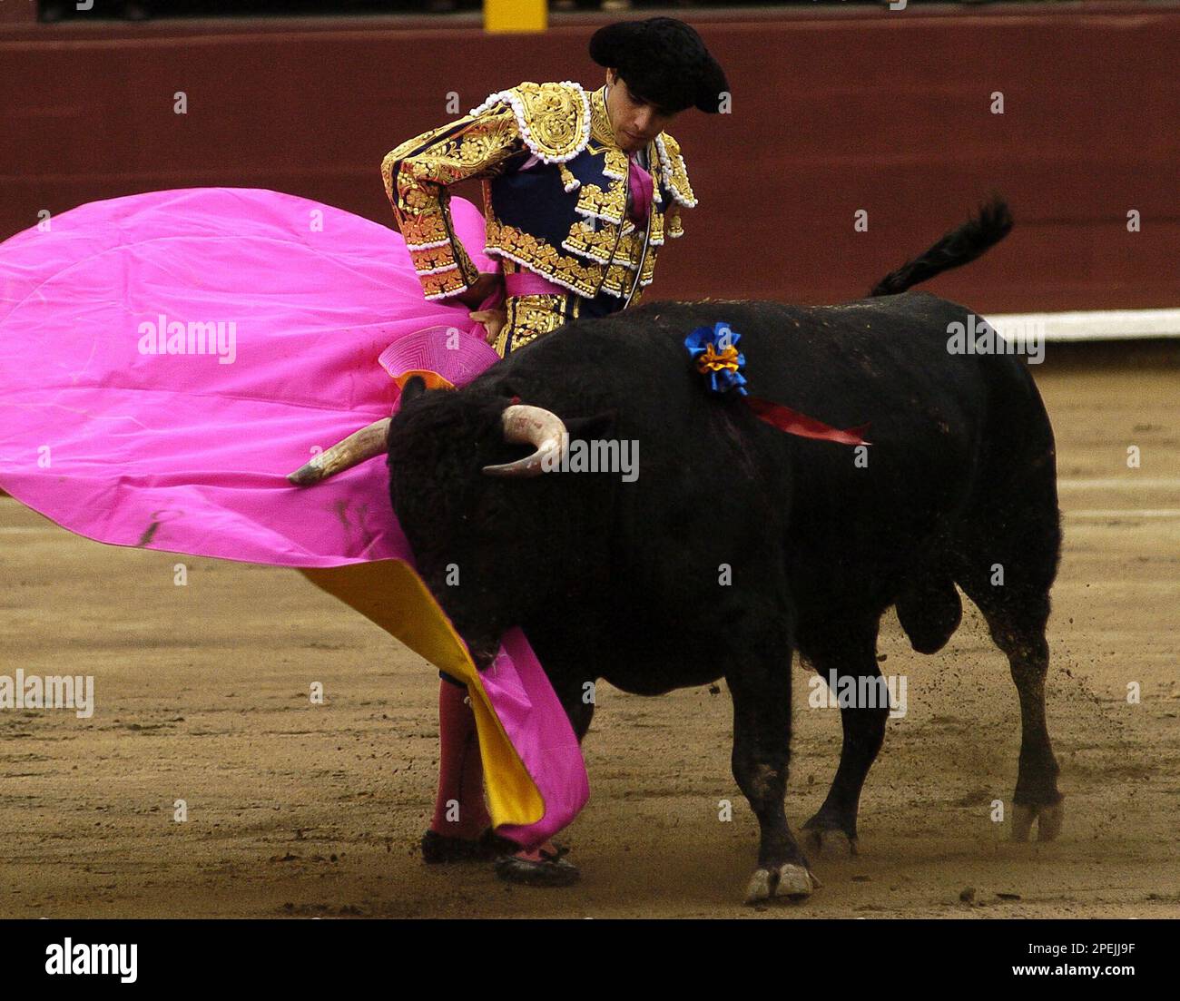 A bull passes by Spanish bullfighter Miguel Angel Perera during the ...