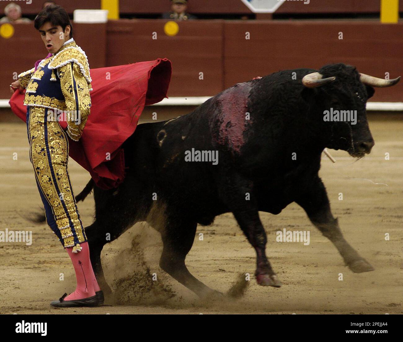 A bull passes by Spanish bullfighter Miguel Angel Perera during the ...