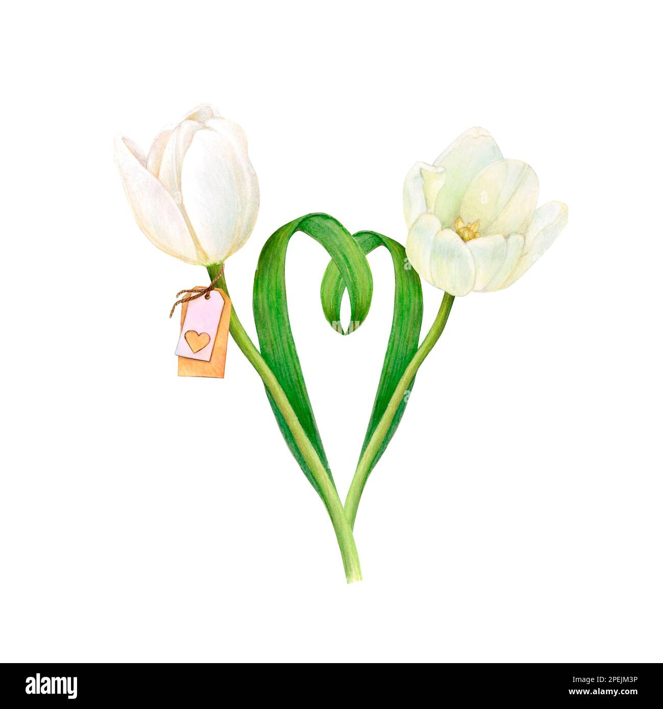 Watercolour drawing of two nice beautiful white tulips with heart ...