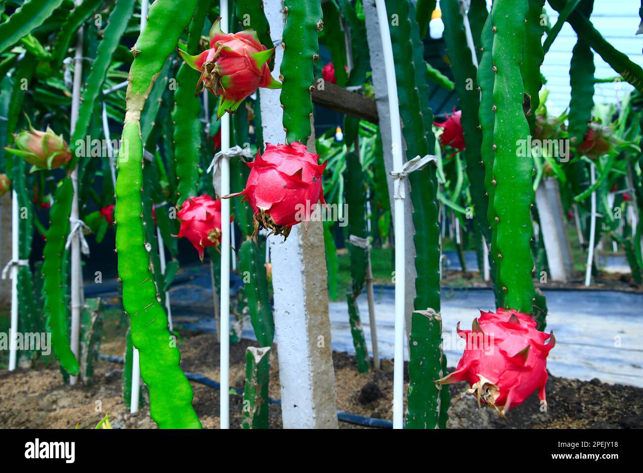 Dragon fruit hanging in a tree Stock Photo - Alamy