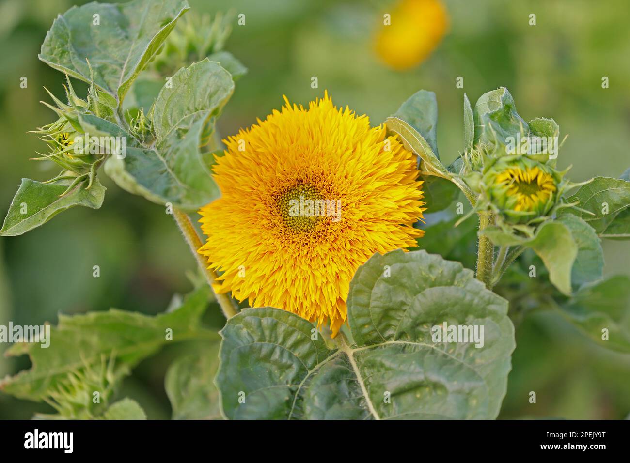 Sunflower grow in the wild Stock Photo - Alamy