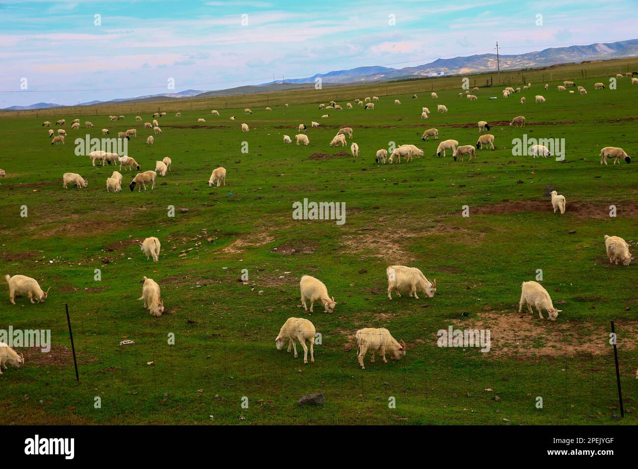 The sheep of the grasslands Stock Photo - Alamy