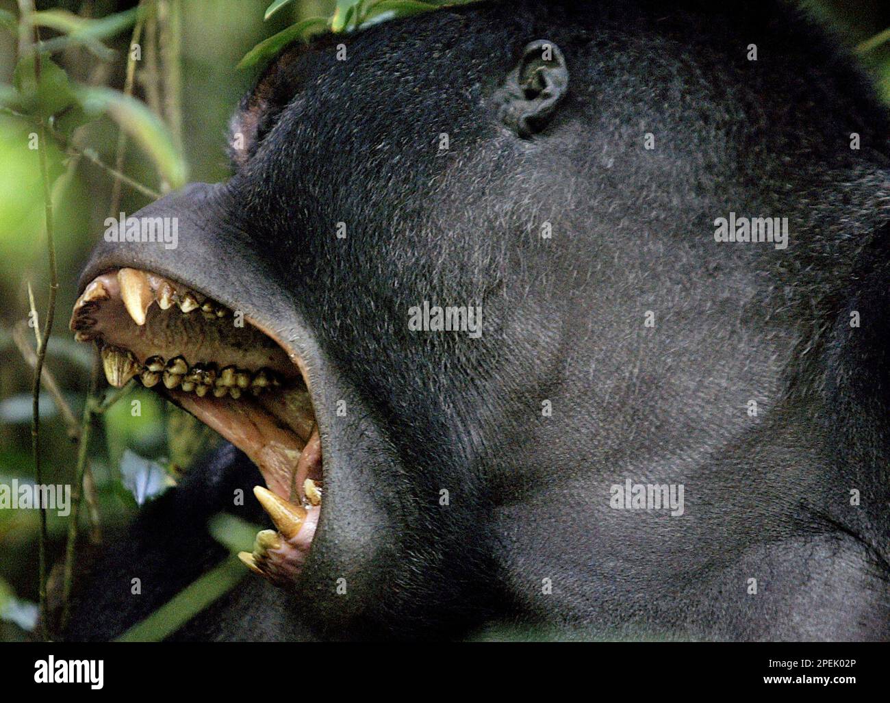 A silverback gorilla called Chimenuka, 17, bares his teeth in the ...