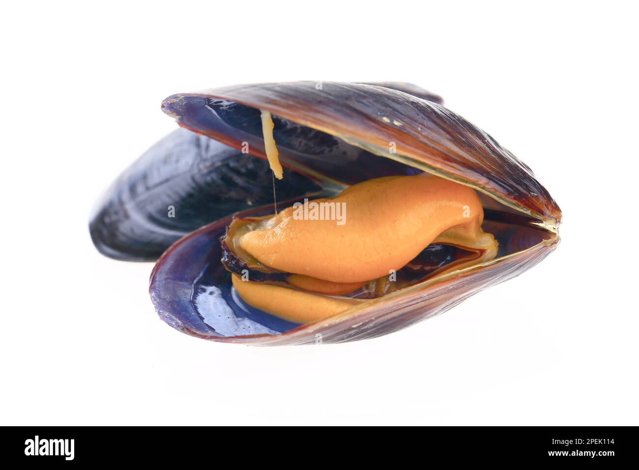 Mussels on a white background Stock Photo - Alamy