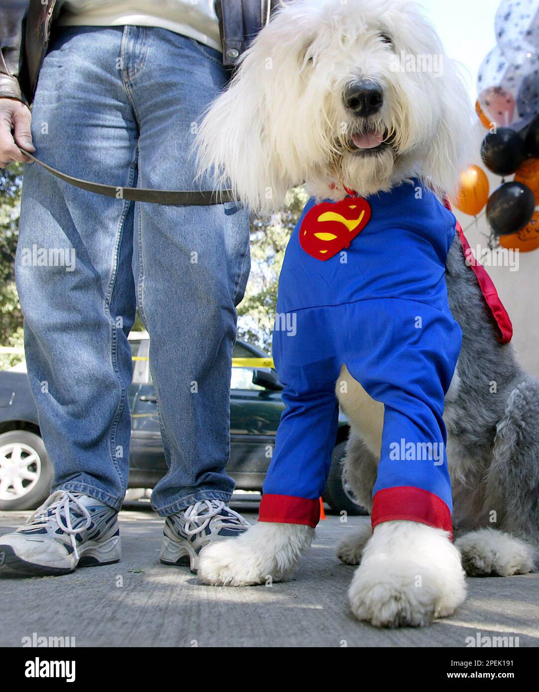 Chance, a 2-year-old English Sheepdog, wears a Superman costume during ...