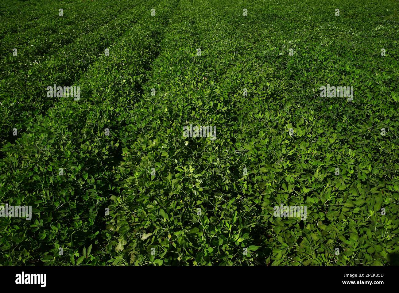 Peanut fields on the farm Stock Photo - Alamy