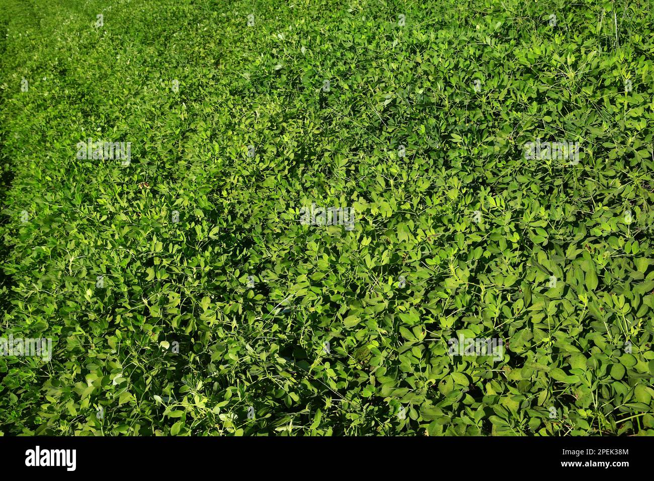 Peanut fields on the farm Stock Photo - Alamy