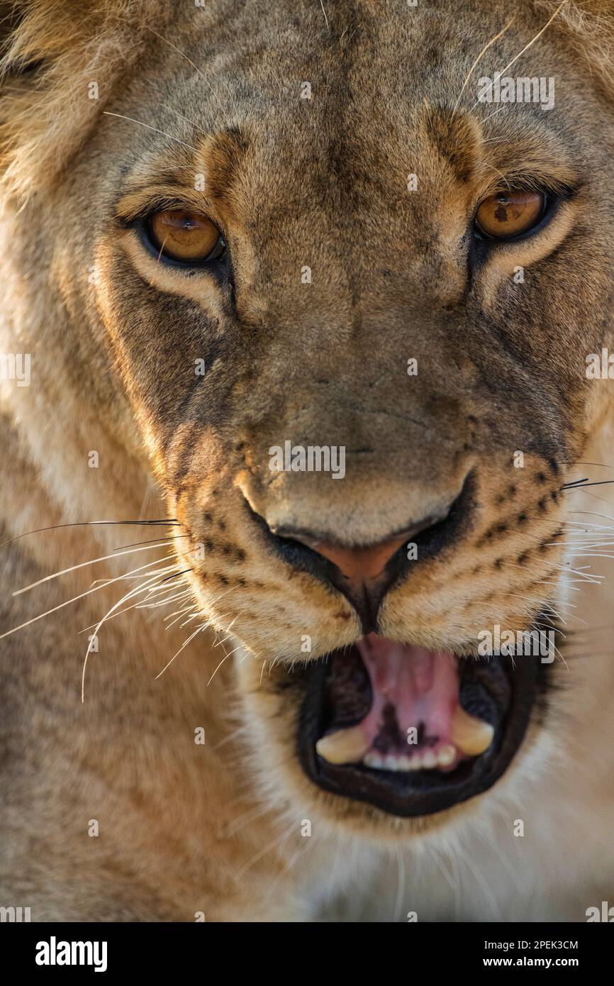 A close portrait of a female Lions face, Panthera Leo, in Zimbabwe's ...