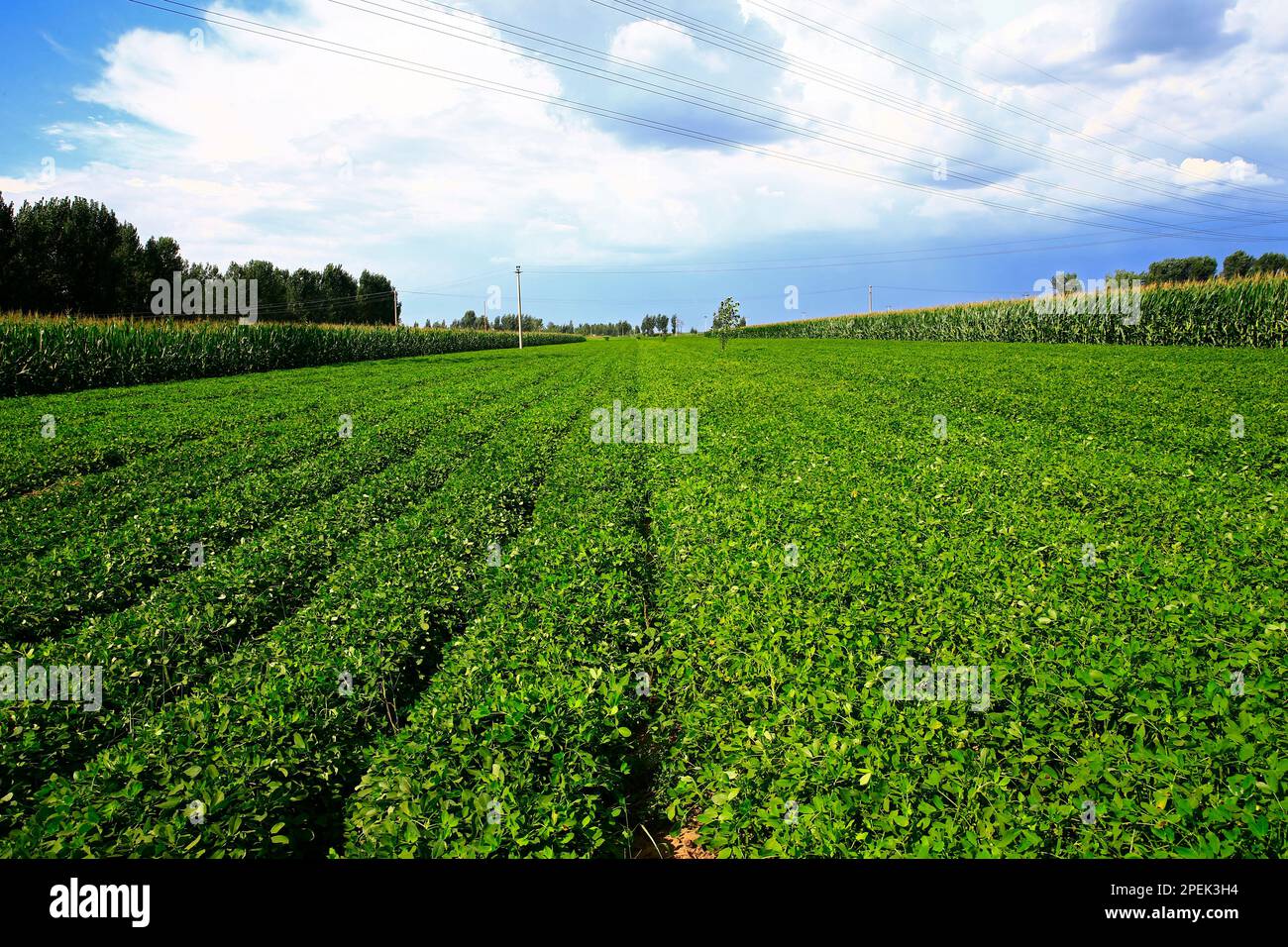 Peanut fields on the farm Stock Photo - Alamy