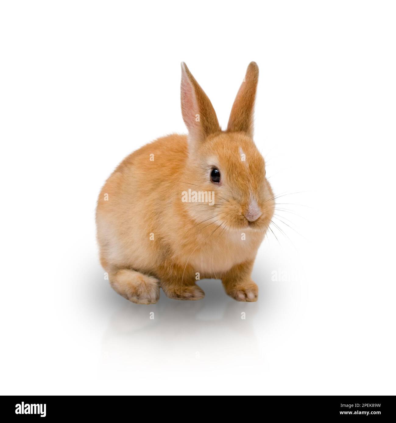 Red-haired rabbit isolated on white background. Cute brown rabbit is ...