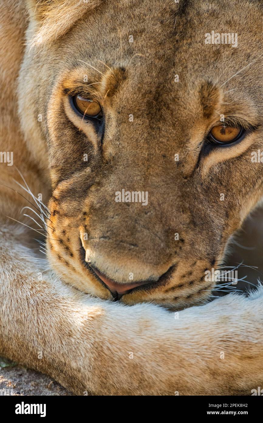 A close portrait of a female Lions face, Panthera Leo, in Zimbabwe's ...