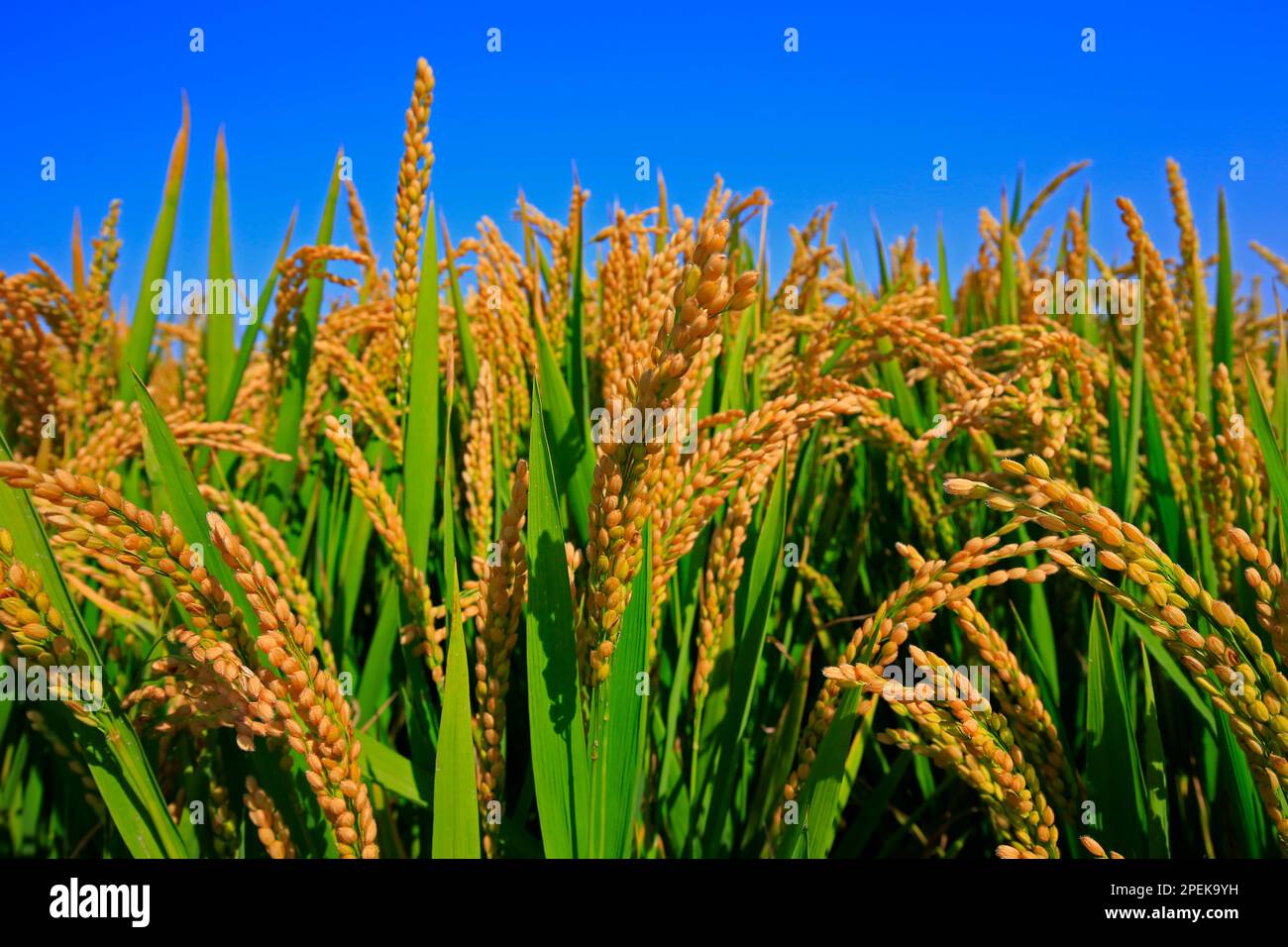 The autumn rice fields Stock Photo - Alamy