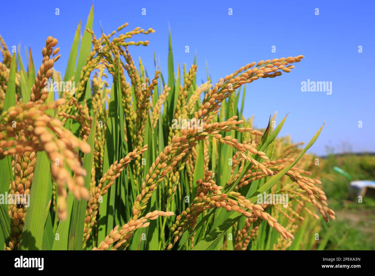 The autumn rice fields Stock Photo - Alamy