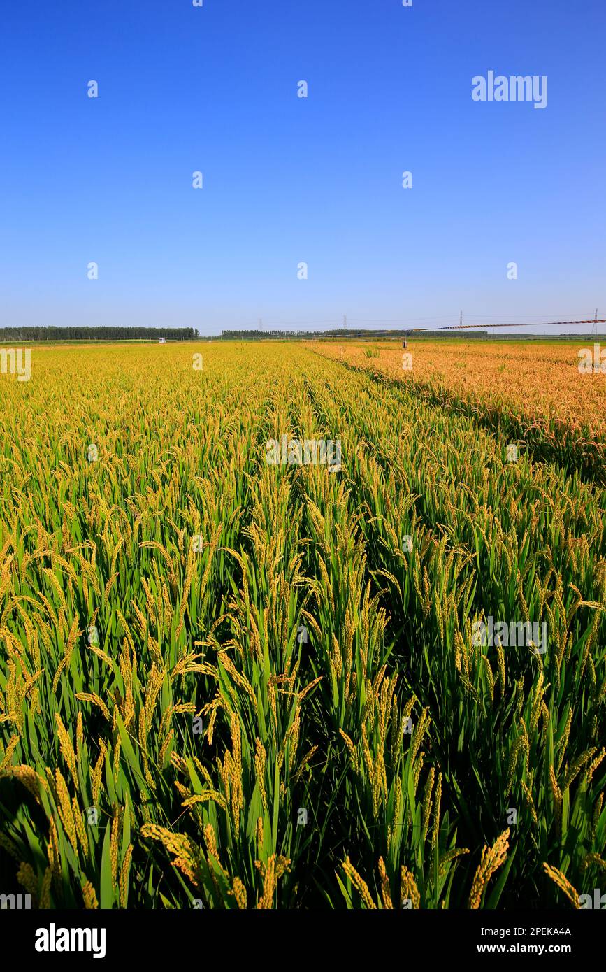 The autumn rice fields Stock Photo - Alamy