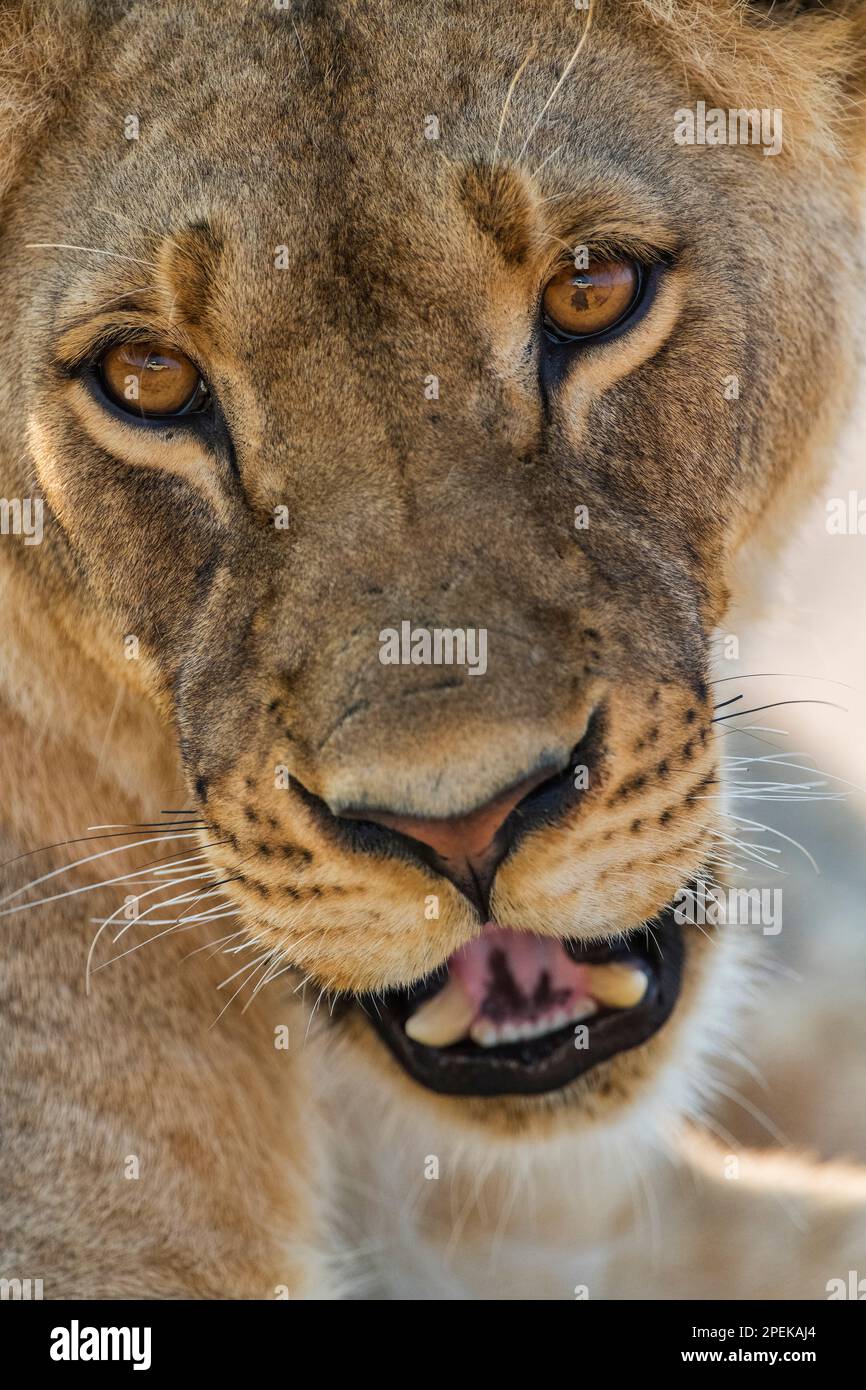 A close portrait of a female Lions face, Panthera Leo, in Zimbabwe's ...