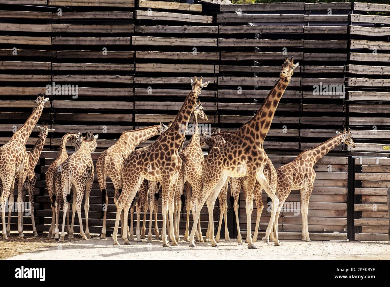 Zoo of paris hi-res stock photography and images - Alamy