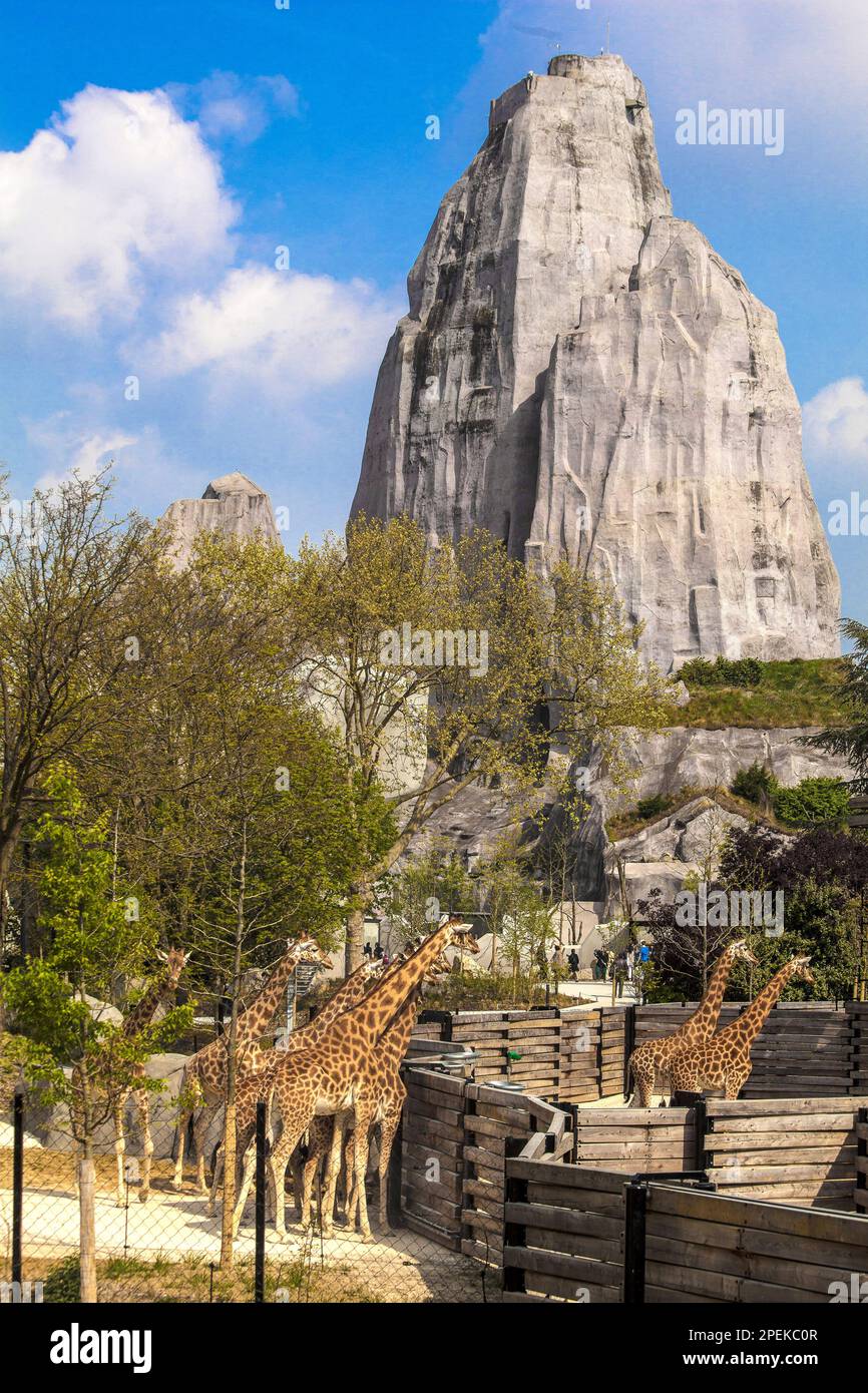 France. Paris (75) Giraffes at the new Vincennes zoo, renamed Paris ...
