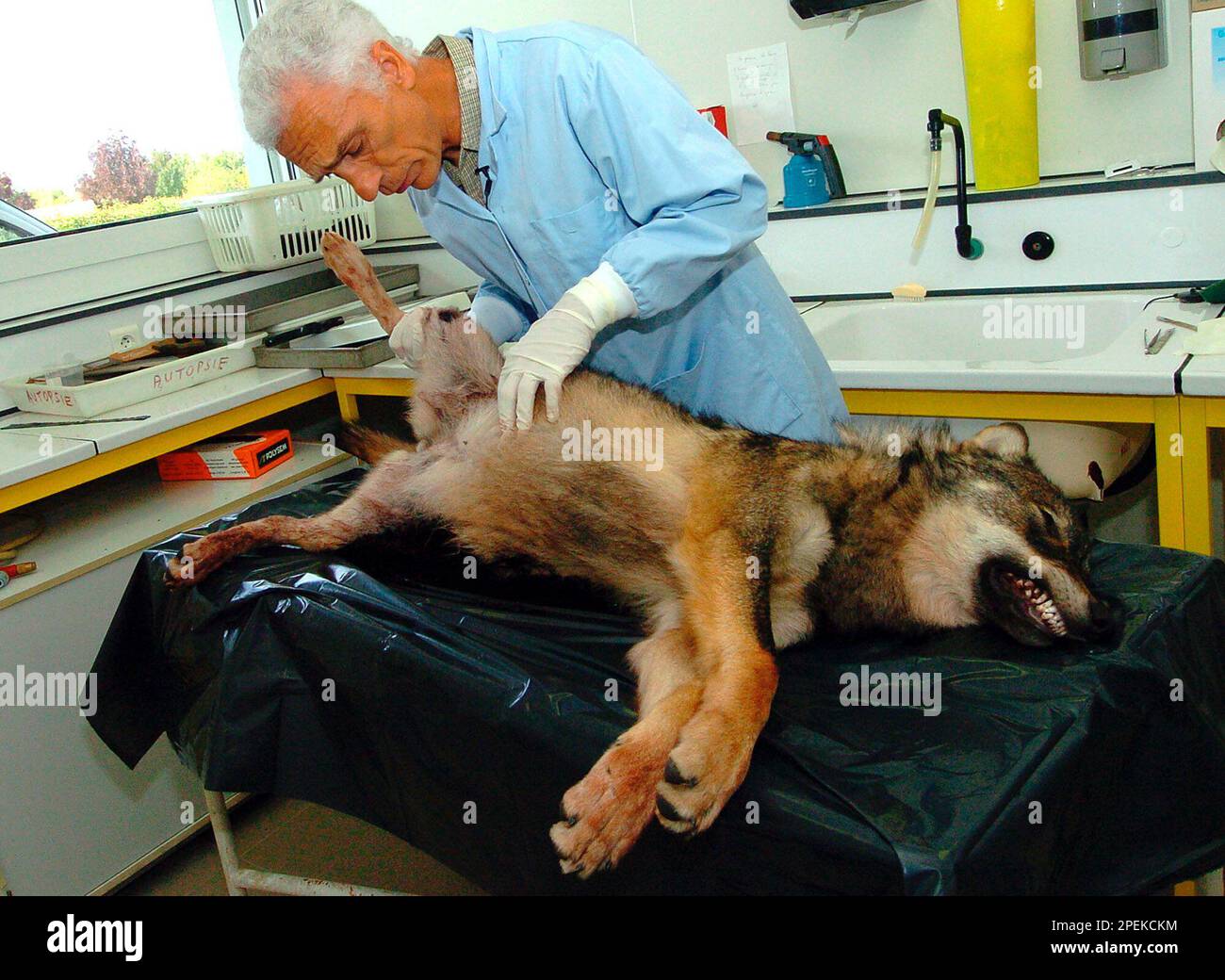 Veterinary surgeon Arnaud Reme checks the dead female wolf in Valence ...