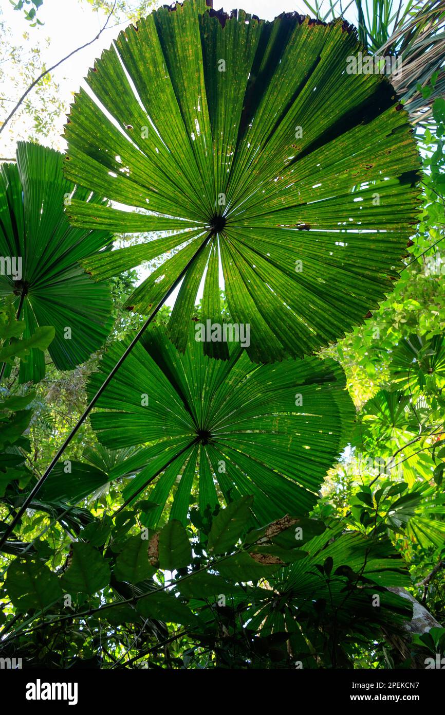 Fan Palm (Licuala ramsayi) forest in Djiru National Park, Queensland ...