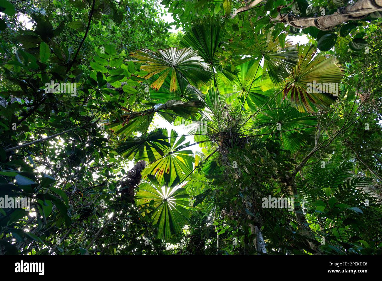 Djiru national park hi-res stock photography and images - Alamy